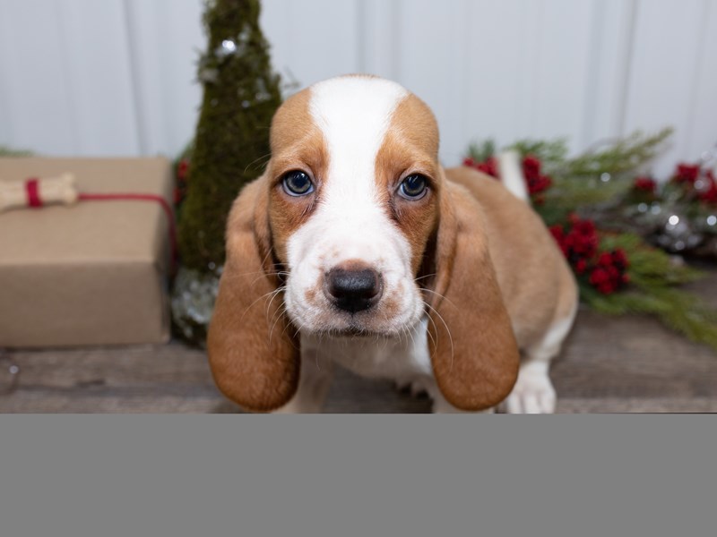 Basset Hound Puppy Red / White ID:13652 Located at Petland Fairfield, Ohio