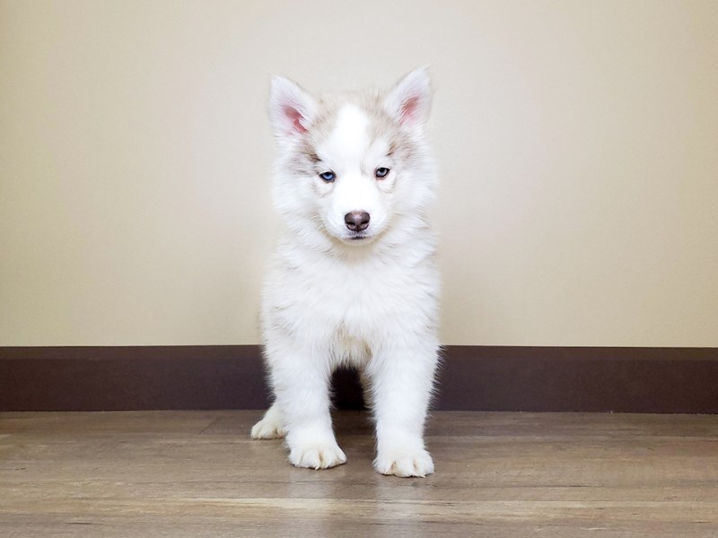 Siberian Husky Puppy CREAM & WHITE ID:13724 Located at Petland ...