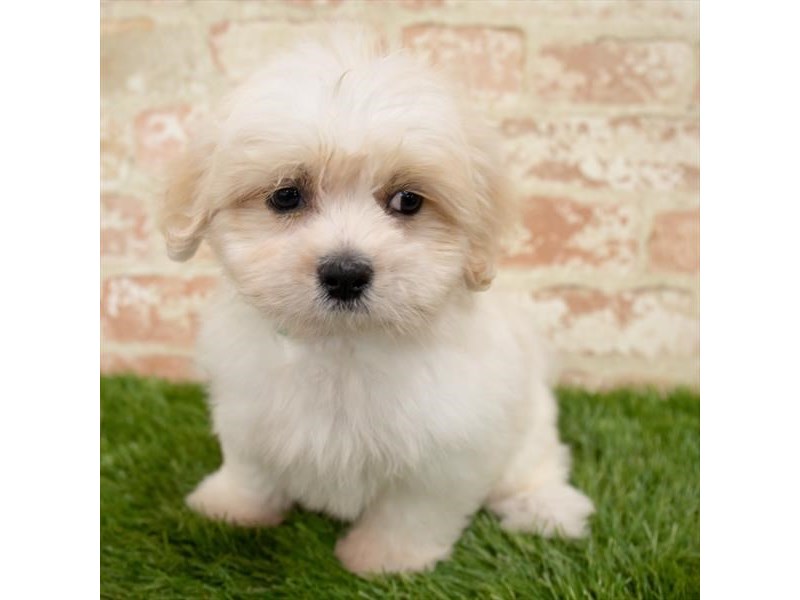 Teddy Bear Puppy Cream ID:14079 Located at Petland Fairfield, Ohio