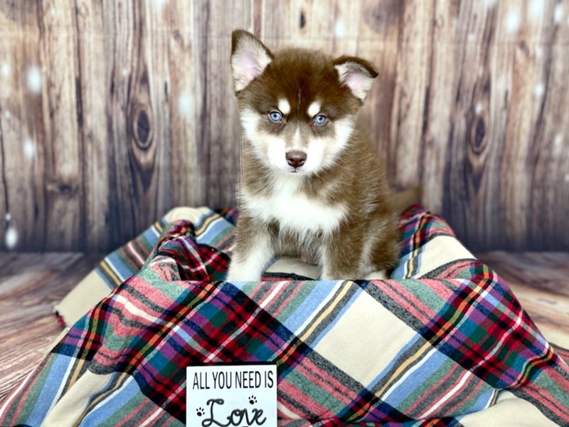 Pomsky Puppy Red / White ID:16168 Located at Petland Fairfield, Ohio