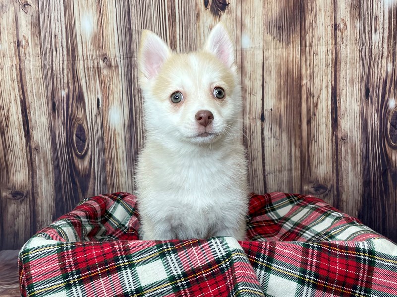 Pomsky Puppy Tan and White ID:16312 Located at Petland Fairfield, Ohio