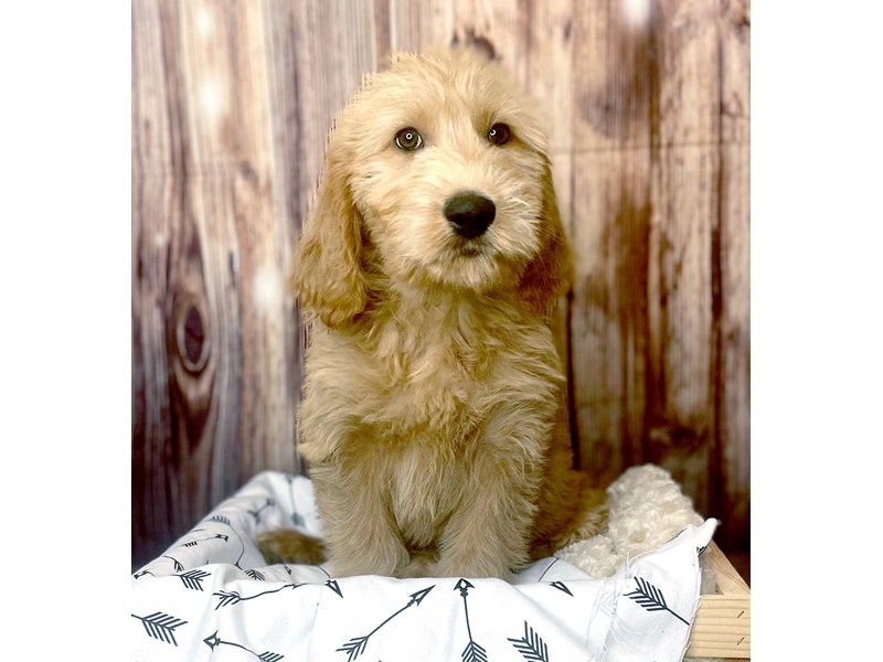 Yellow Labradoodle Puppies