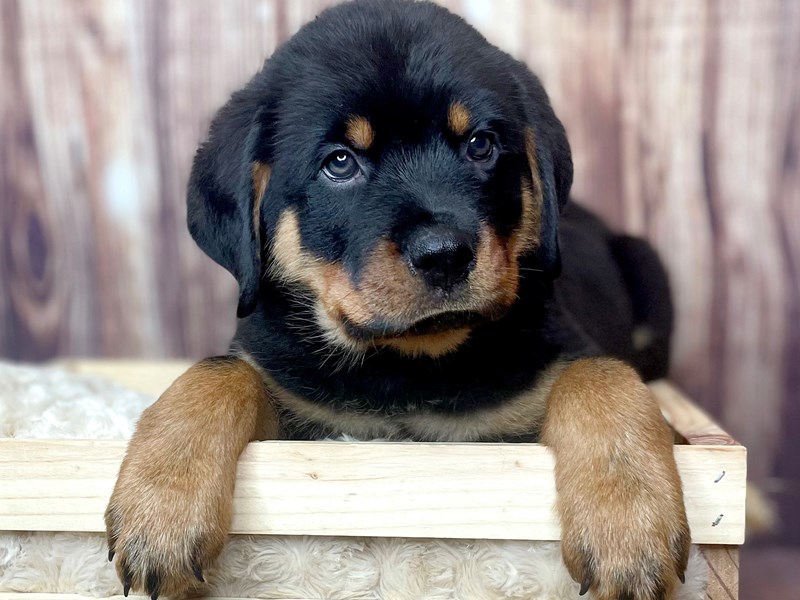 Rottweiler Puppy Black and Tan ID:16458 Located at Petland Fairfield, Ohio