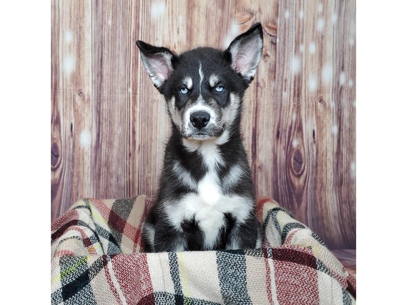 Black And White Husky Mix
