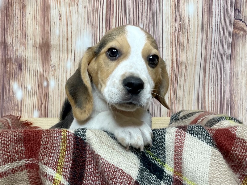 Beagle Puppy Black ID:16654 Located at Petland Fairfield, Ohio