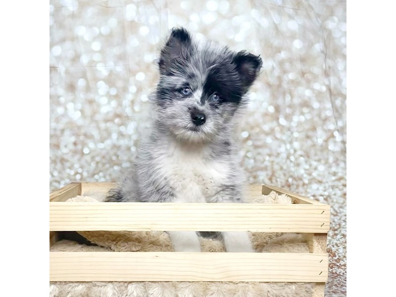 Pomsky Puppy Blue Merle ID:16828 Located at Petland Fairfield, Ohio