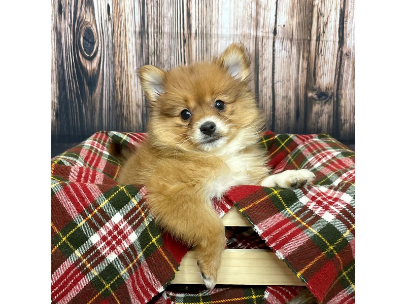 Pomeranian Puppy Red ID:16886 Located at Petland Fairfield, Ohio