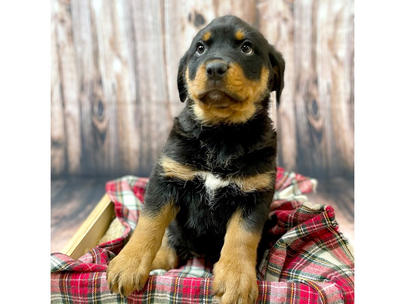 Rottweiler Puppy Black / Rust ID:16915 Located at Petland Fairfield, Ohio