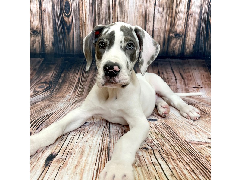 Red Harlequin Great Dane Puppies