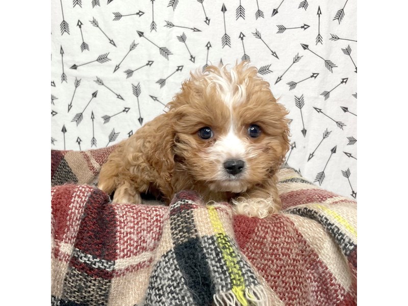 Cavapoo Puppy Ruby/White ID:17159 Located at Petland Fairfield, Ohio