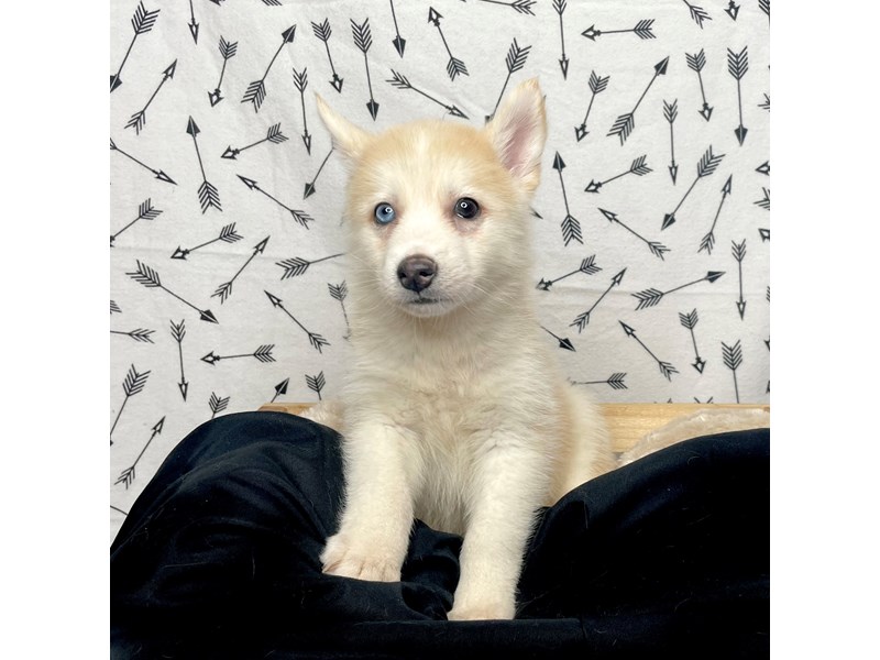 Pomsky Puppy Tan/White ID:17273 Located at Petland Fairfield, Ohio