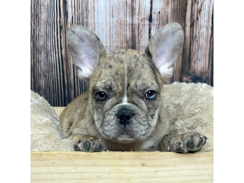 French Bulldog Puppy Fawn/Merle ID:17319 Located at Petland Fairfield, Ohio
