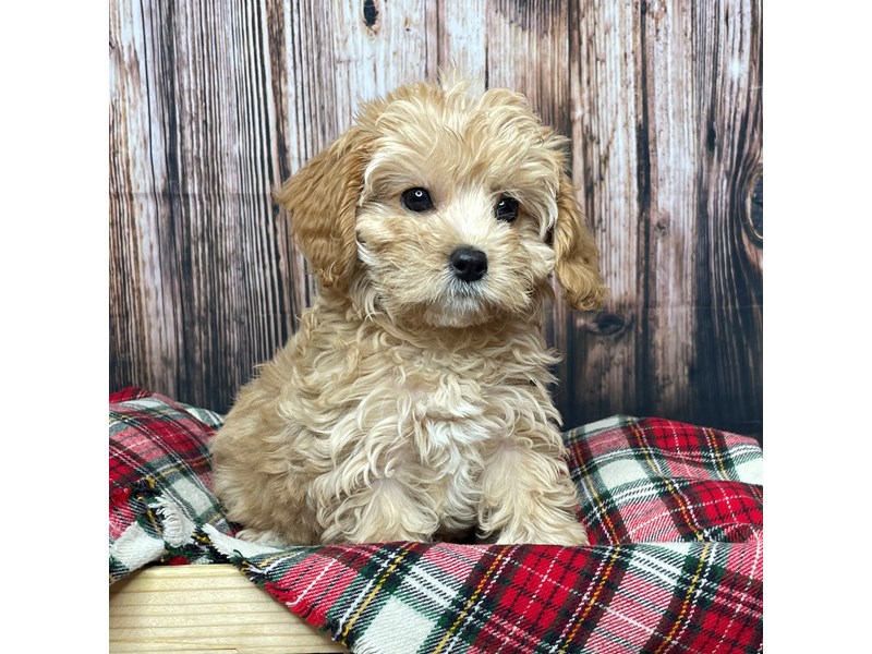 Cavapoo Puppy Apricot ID:17357 Located at Petland Fairfield, Ohio