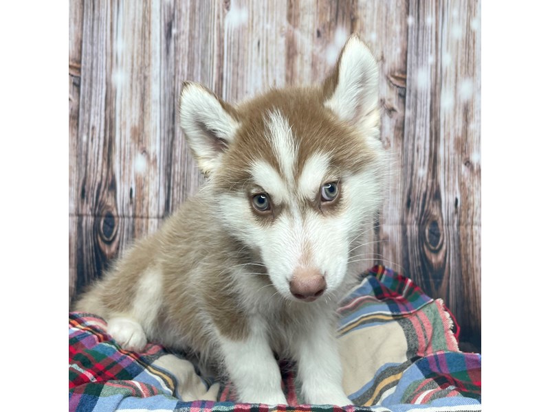 Siberian Husky Puppy Red / White ID:17445 Located at Petland Fairfield ...