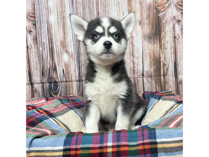 Pomsky Puppy Black and white ID:17437 Located at Petland Fairfield, Ohio