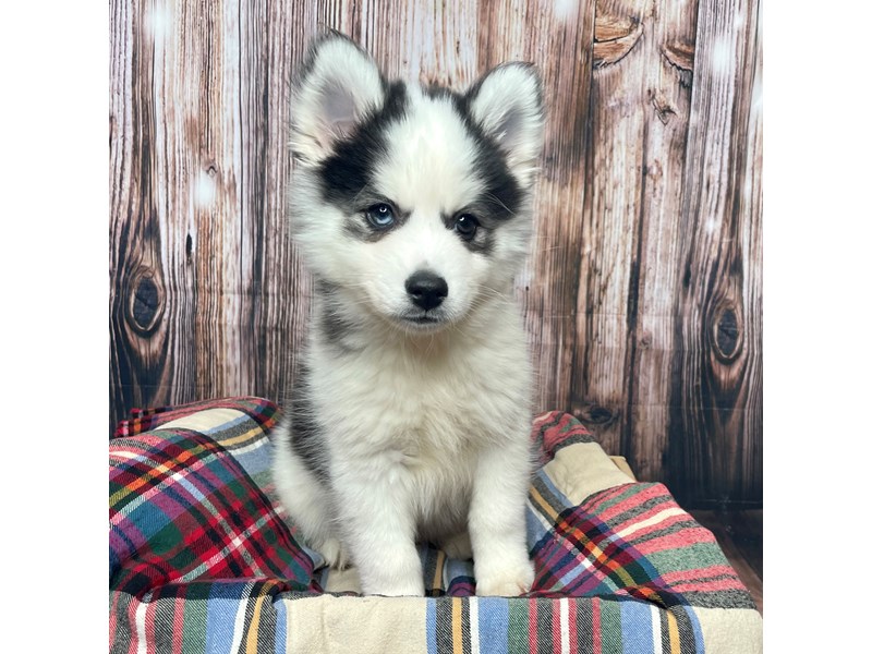 Pomsky Puppy Black and White ID:17459 Located at Petland Fairfield, Ohio