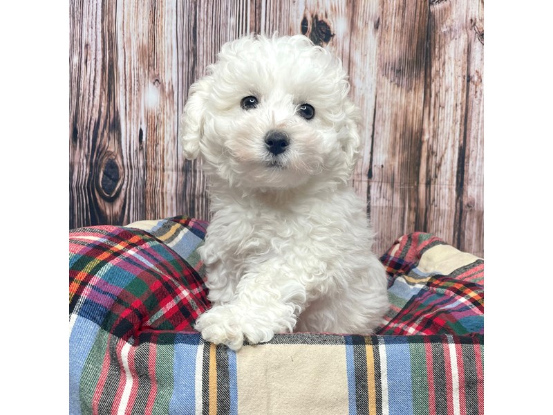 Bichon Frise Puppy White ID:17453 Located at Petland Fairfield, Ohio