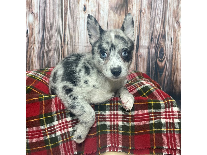 Pomsky Puppy Blue Merle ID:17524 Located at Petland Fairfield, Ohio