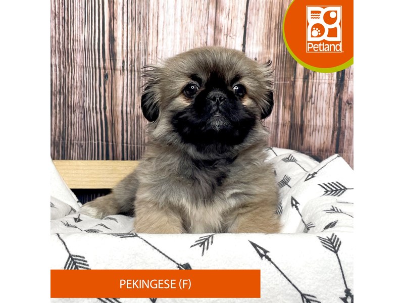 Pekingese Puppy Red Sable ID:17619 Located at Petland Fairfield, Ohio