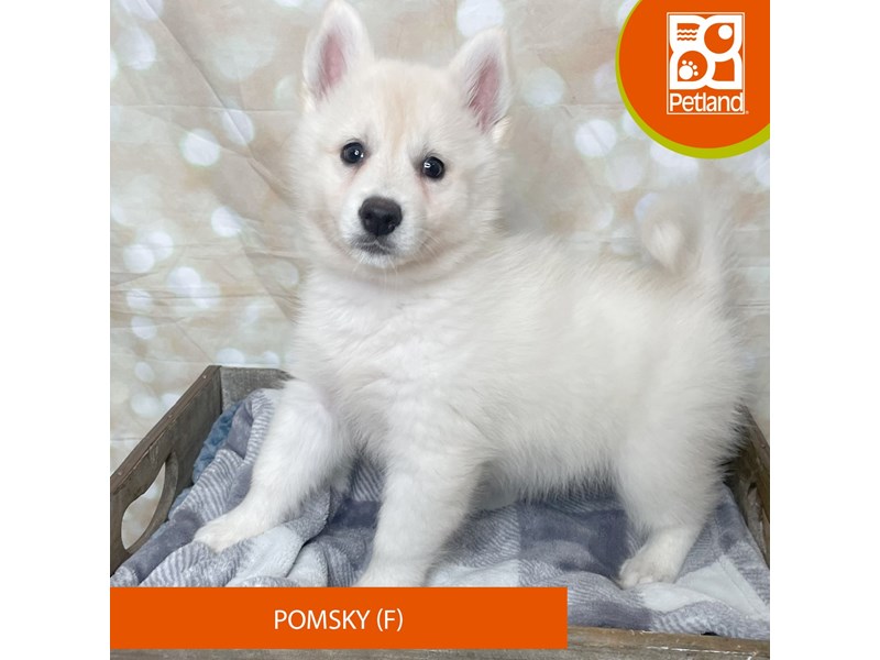 Pomsky-DOG-Female-Chocolate/Tan-3787815-Petland Fairfield, Ohio