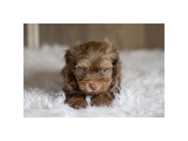 Havapoo-DOG-Male-Black and Tan-2974850-Petland Fairfield, Ohio