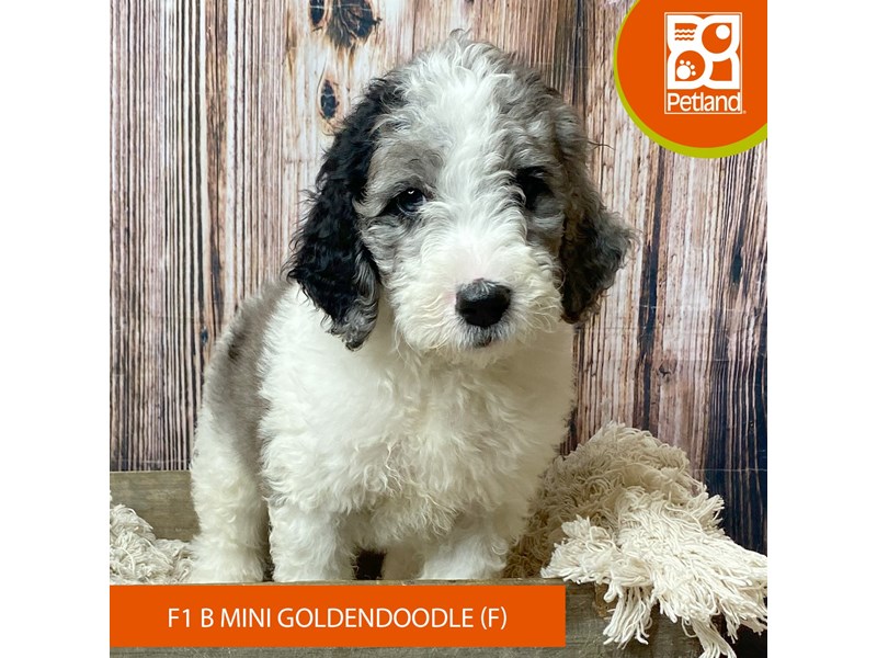 Blue Goldendoodle
