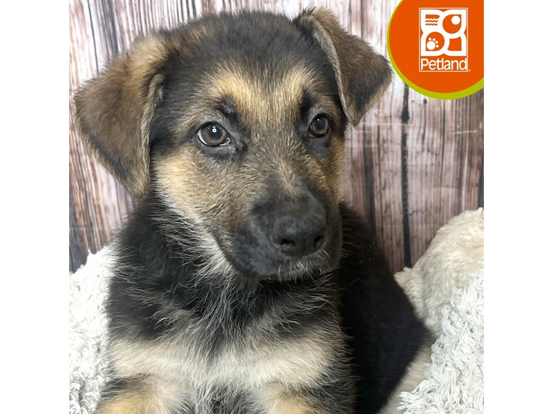 Tan German Shepherd Lab Mix Puppy