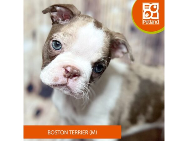 Boston Terrier Puppy Red Merle ID:17709 Located at Petland Fairfield, Ohio